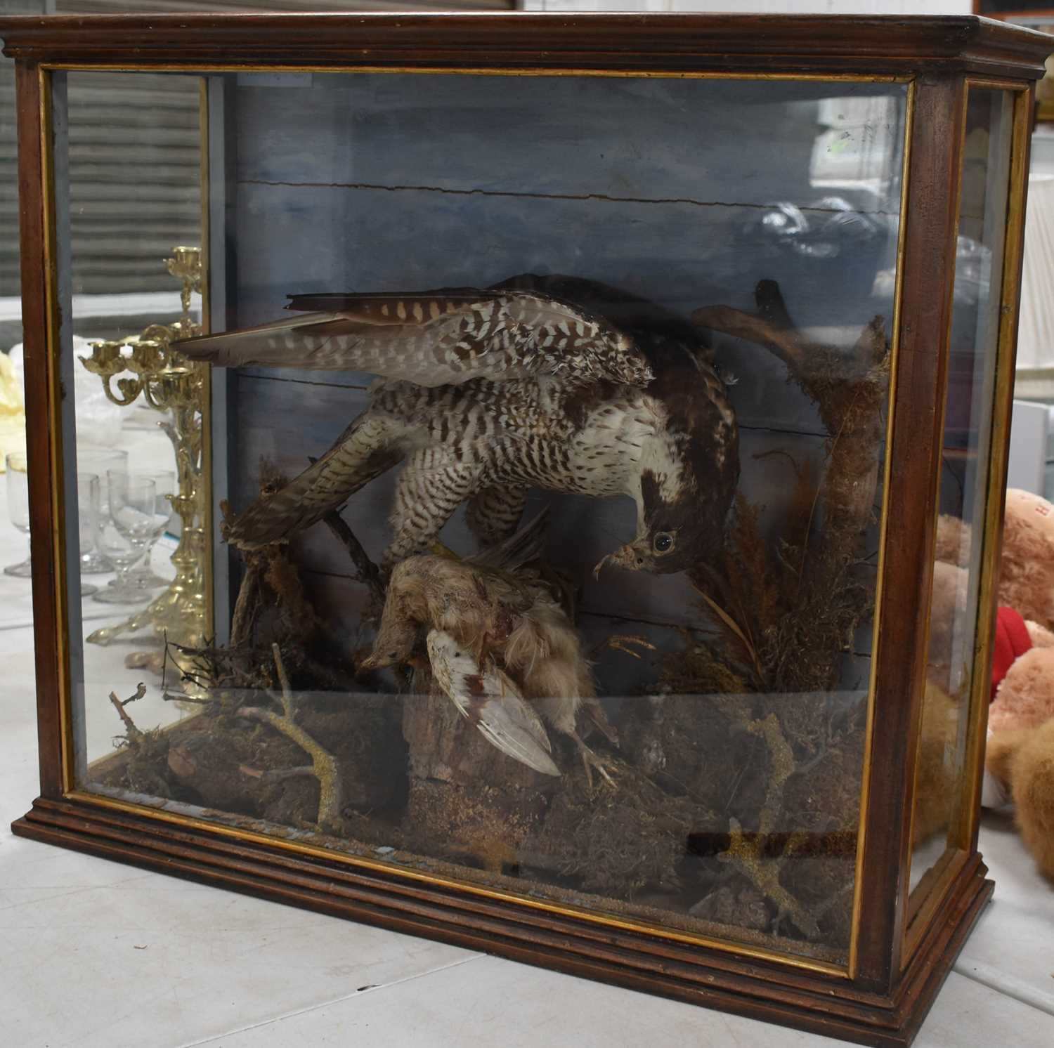 Lot 451 - Taxidermi: a Victorian peregrine falcon,