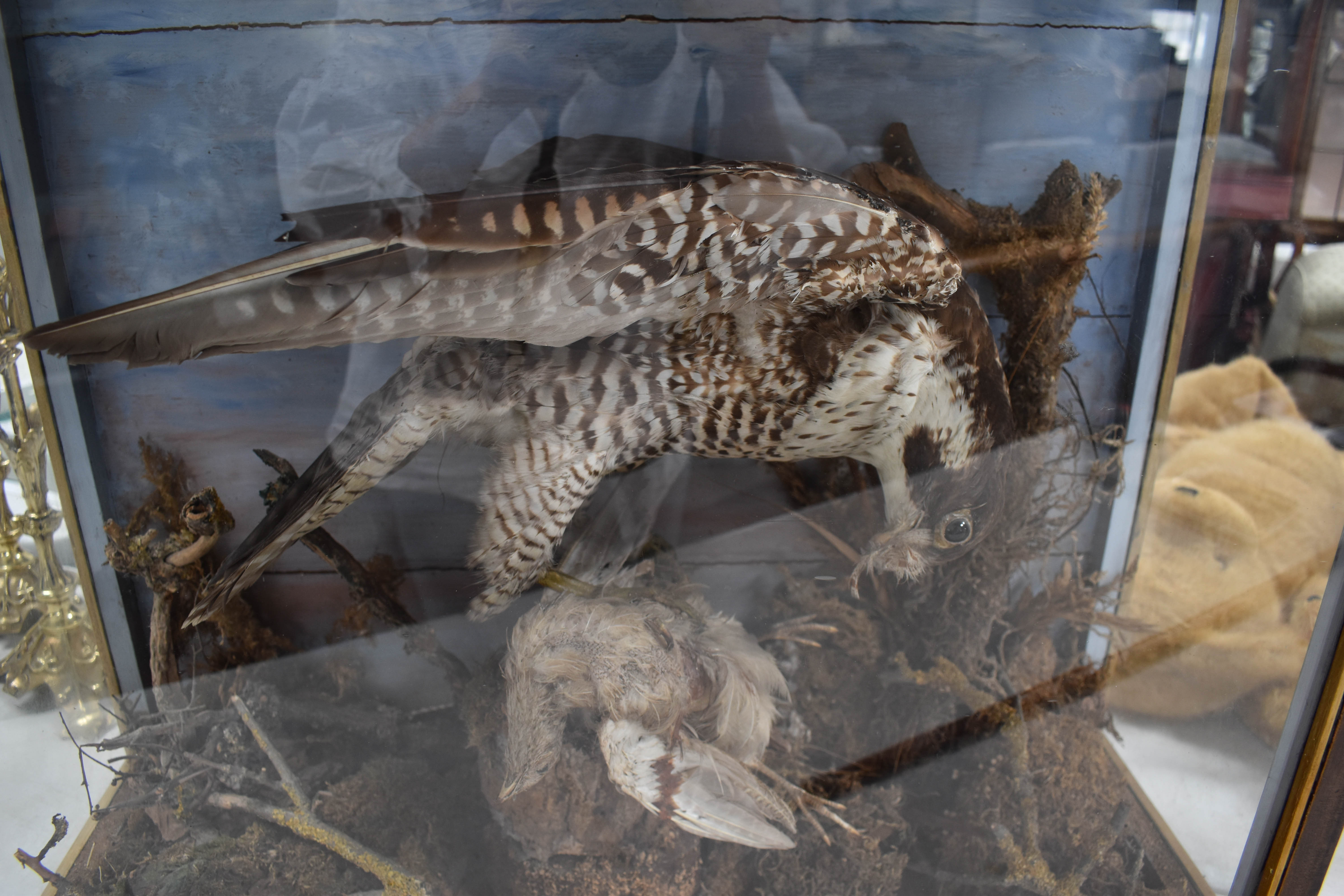 Lot 451 - Taxidermi: a Victorian peregrine falcon,
