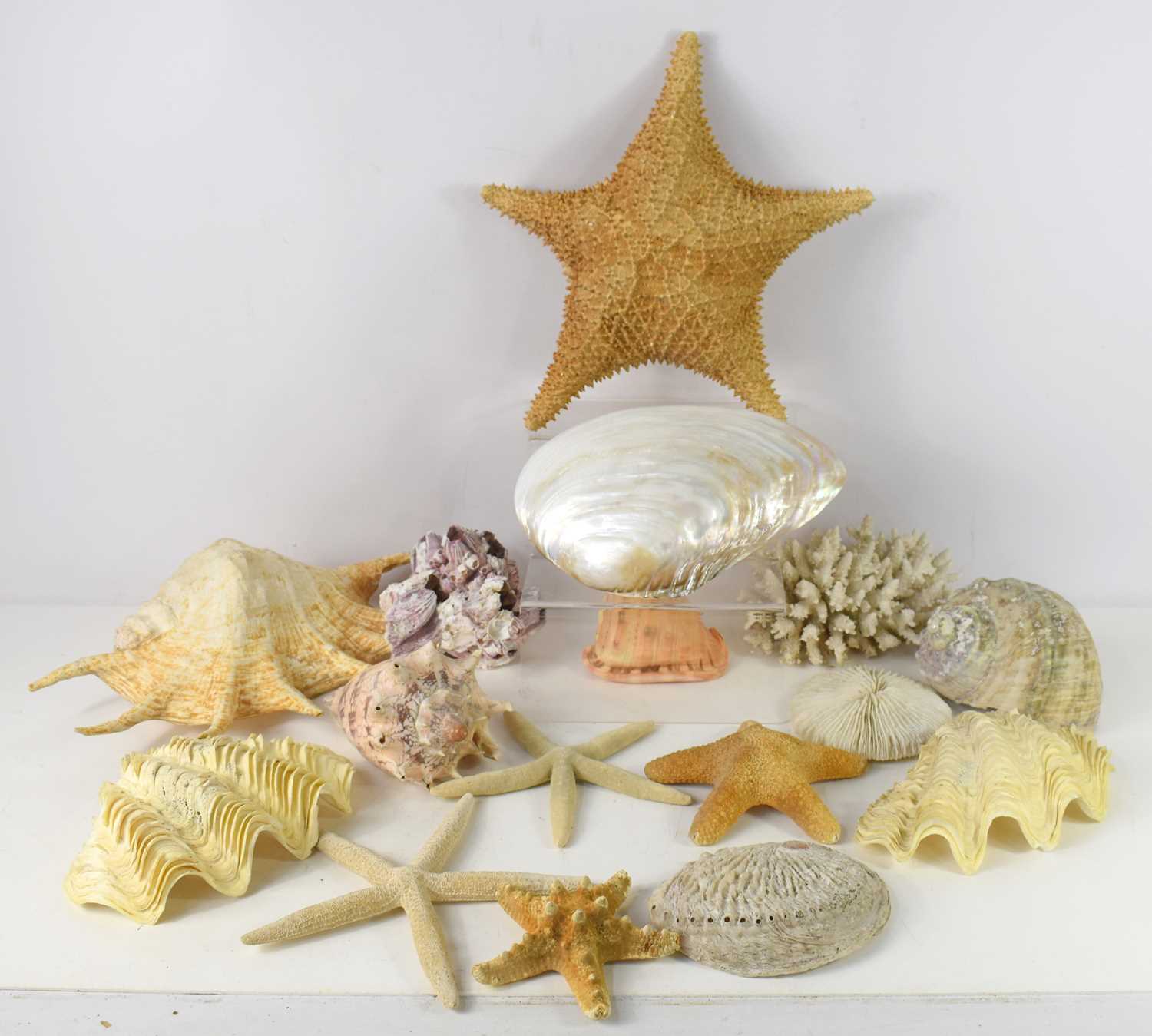 Lot 114 - A collection of sea shells, coral and