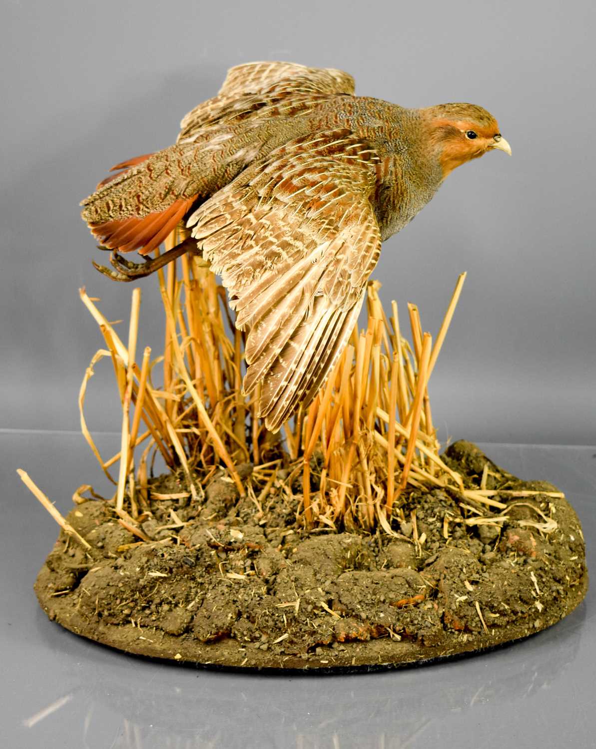 Lot 336 - A taxidermy grey partridge, raised on a